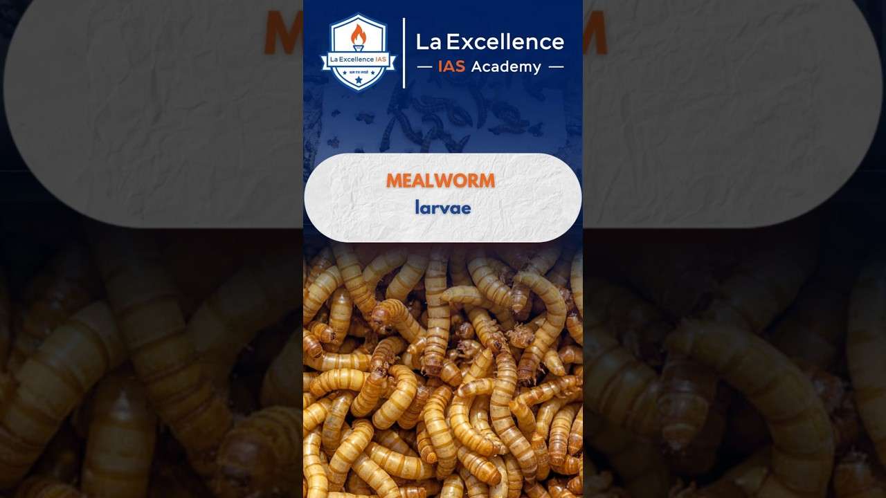 Mealworm Larvae: A Sustainable Solution for Plastic Waste Management ...