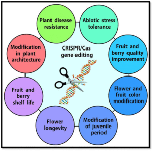 CRISPR-Cas9: Gene-Edited Sheep Latest & First in India | La Excellence ...